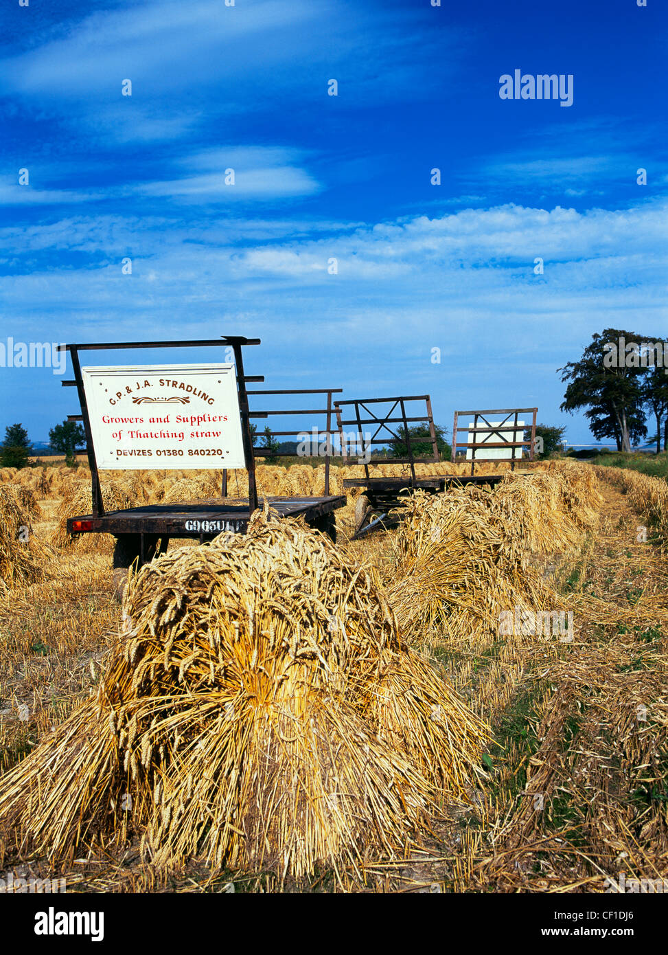 Thatching Straw tied in traditional stacks ready to be loaded onto ...