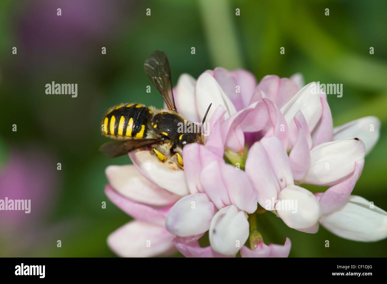 Potter bees hi-res stock photography and images - Alamy