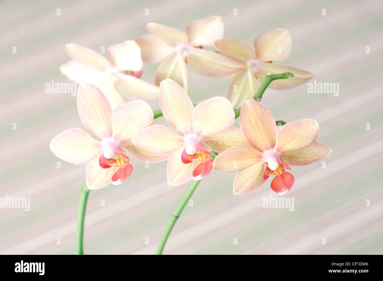 Iris orchid hi-res stock photography and images - Alamy