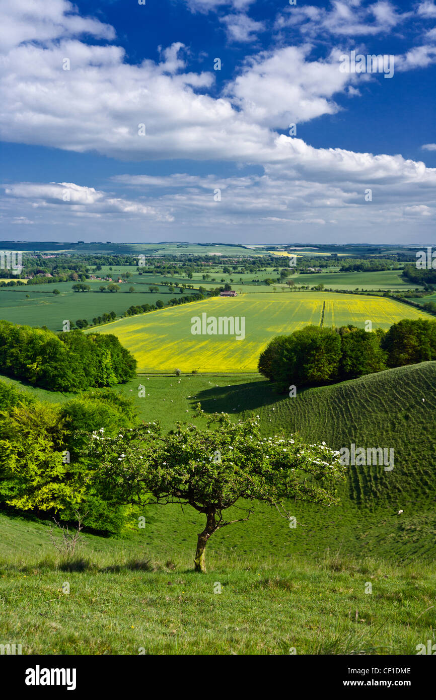 Pewsey Downs on the southern edge of the Marlborough Downs overlooking ...