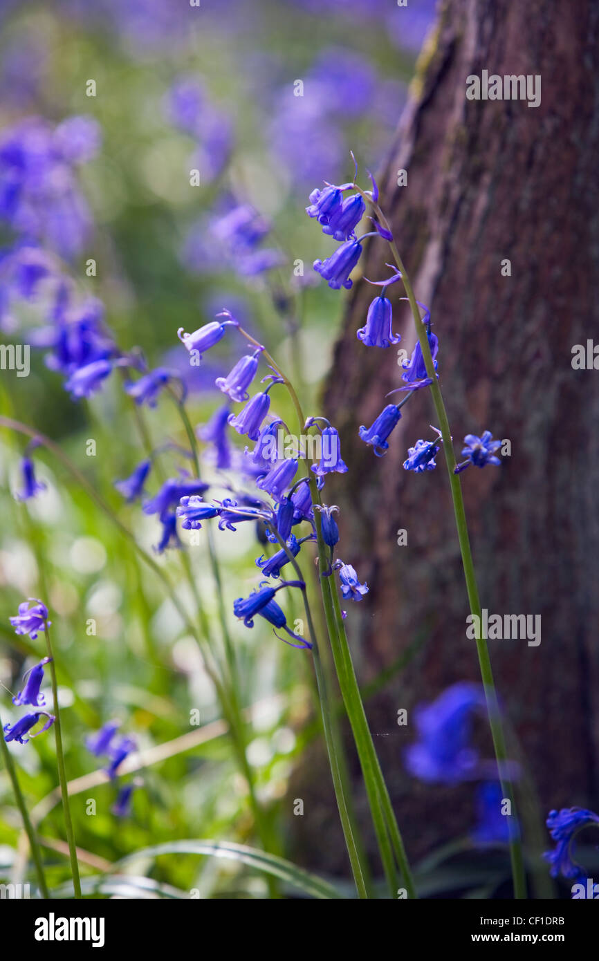 Bluebells hi-res stock photography and images - Alamy
