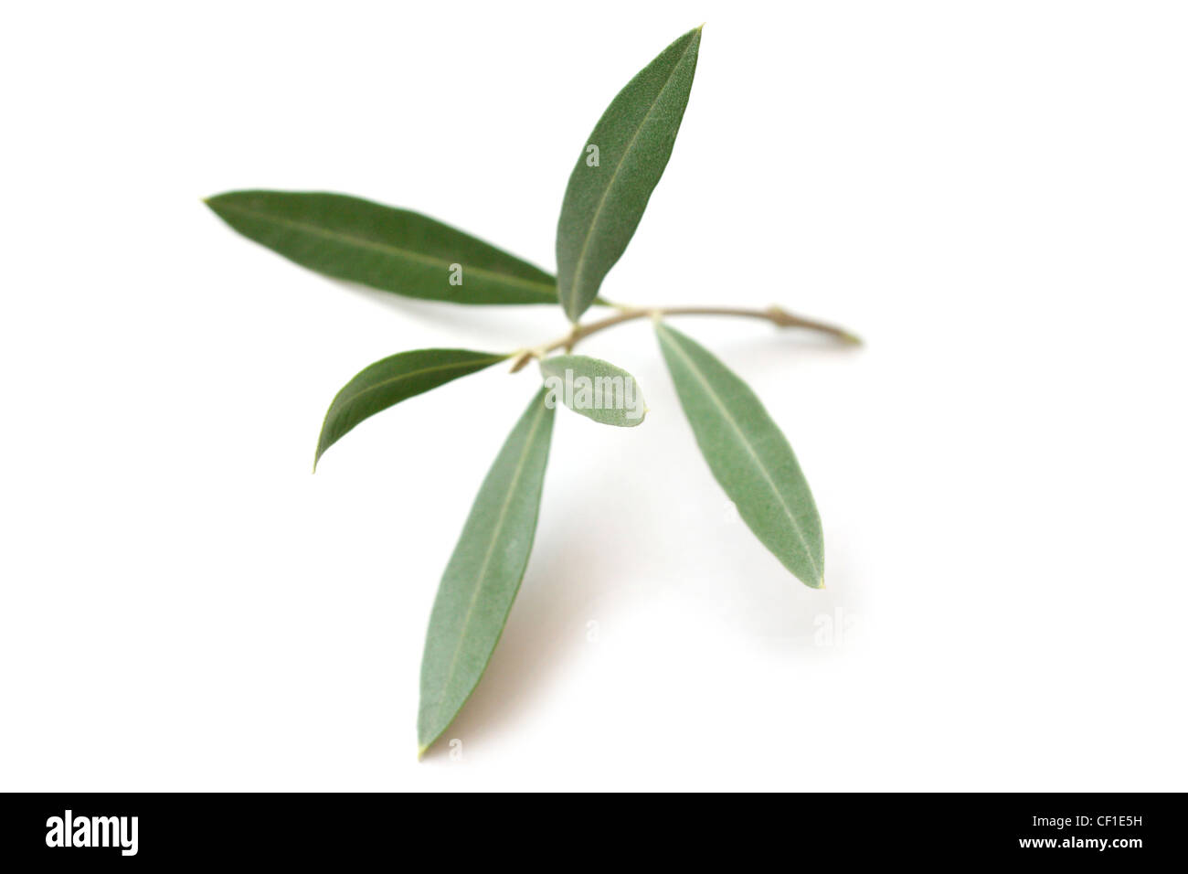 Twig Stock Photo - Alamy