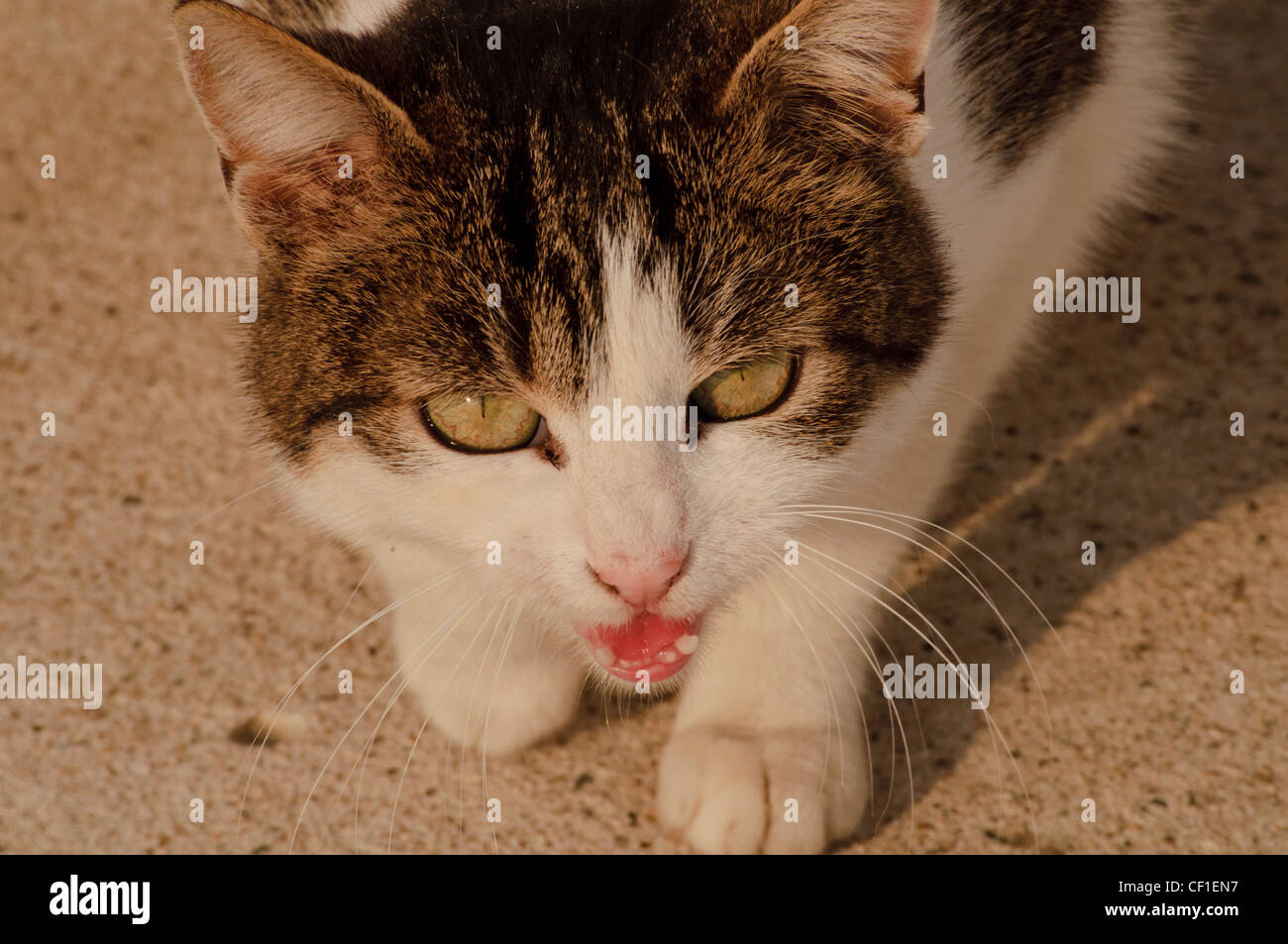 Meow the cat hi-res stock photography and images - Alamy
