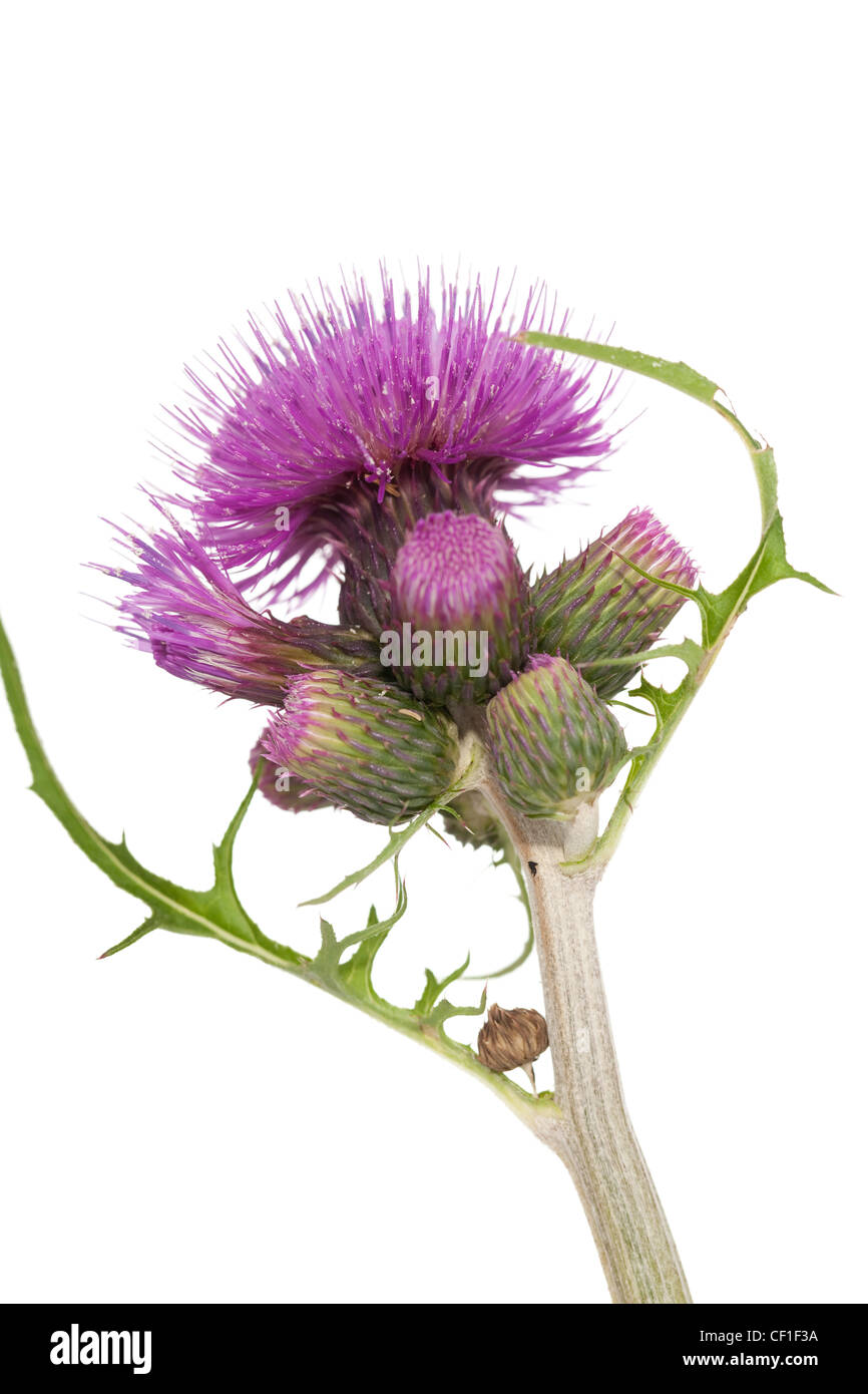 purple prickly flower thistle on white background Stock Photo - Alamy
