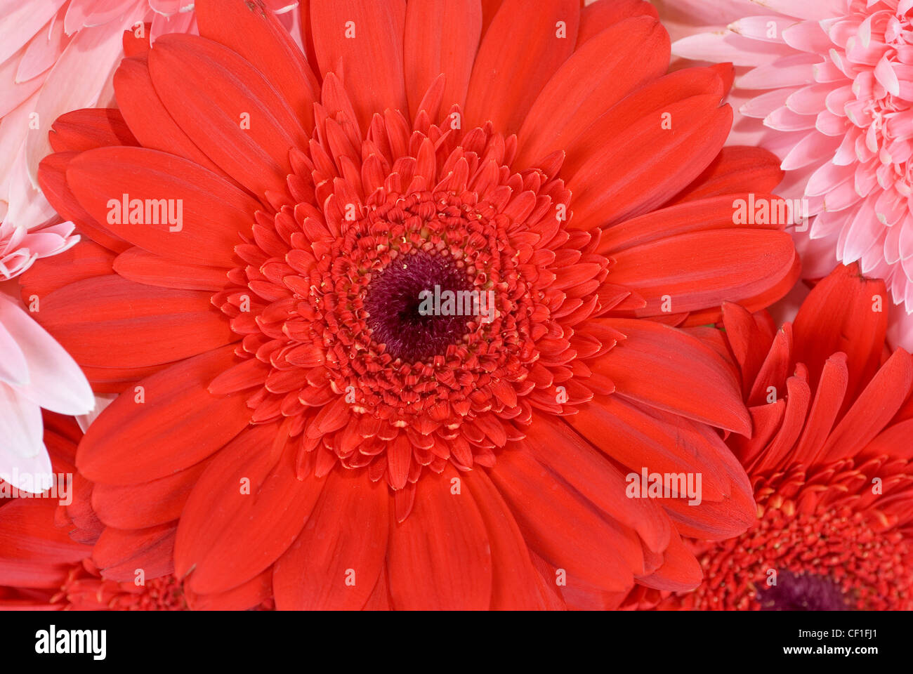 gerbera flowers, close up Stock Photo - Alamy