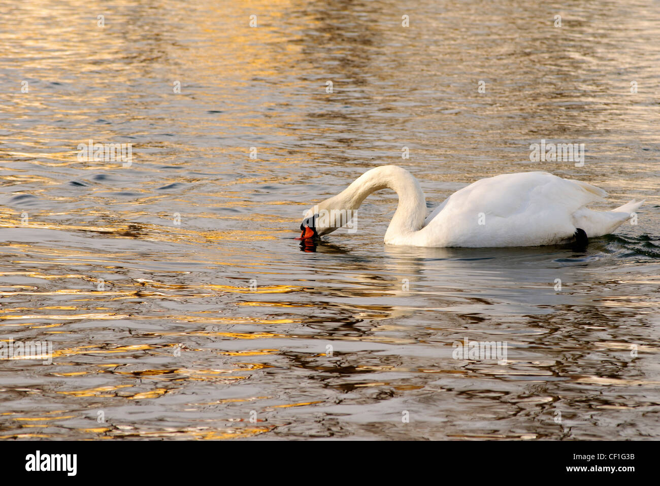 Side swan animals in wild hi-res stock photography and images - Alamy