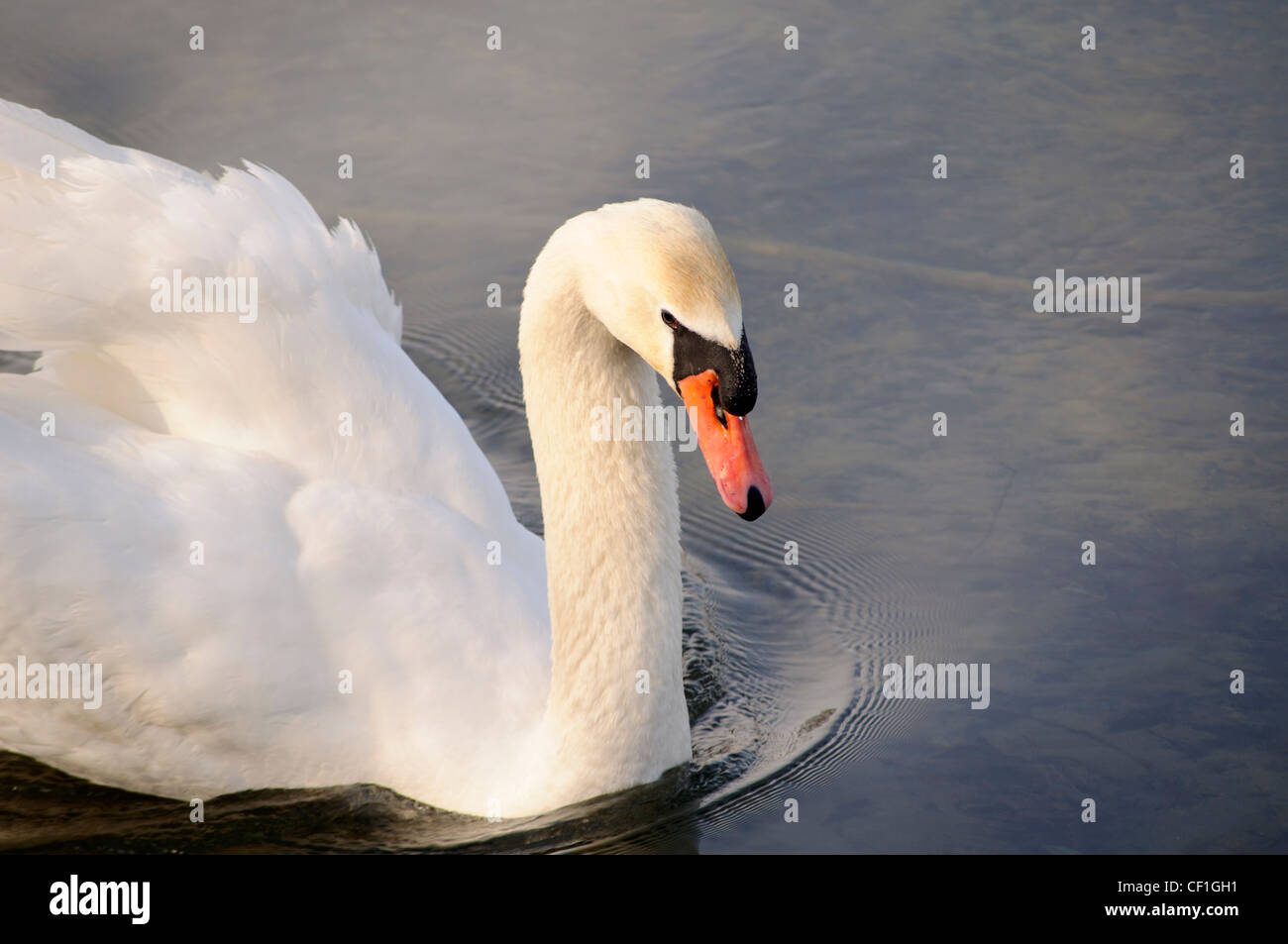 Mute swan animal animals aquatic bird hi-res stock photography and ...