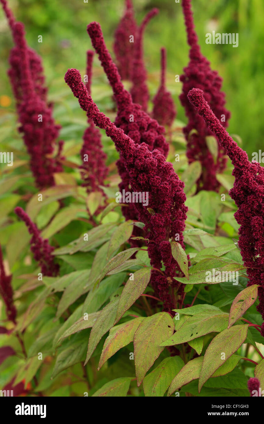 Amaranthus gangeticus 'Elephant's Head', elephant-head amaranth Stock ...