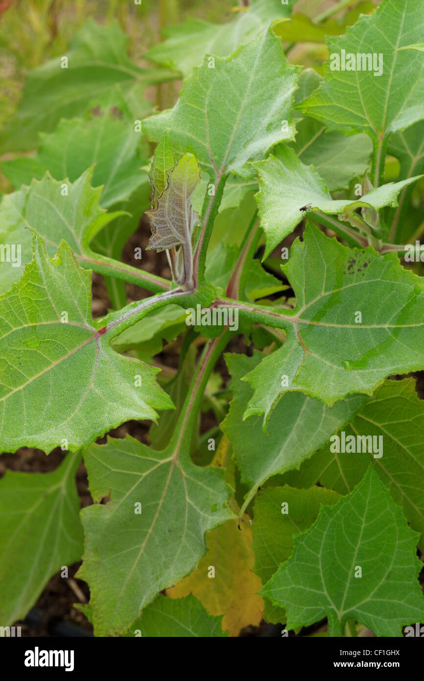 Yacón or Peruvian ground apple, Smallanthus sonchifolius, leaves Stock ...