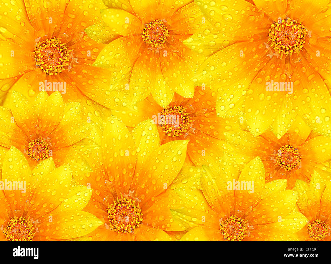 Fresh yellow flowers background with dew drops, beautiful nature ...
