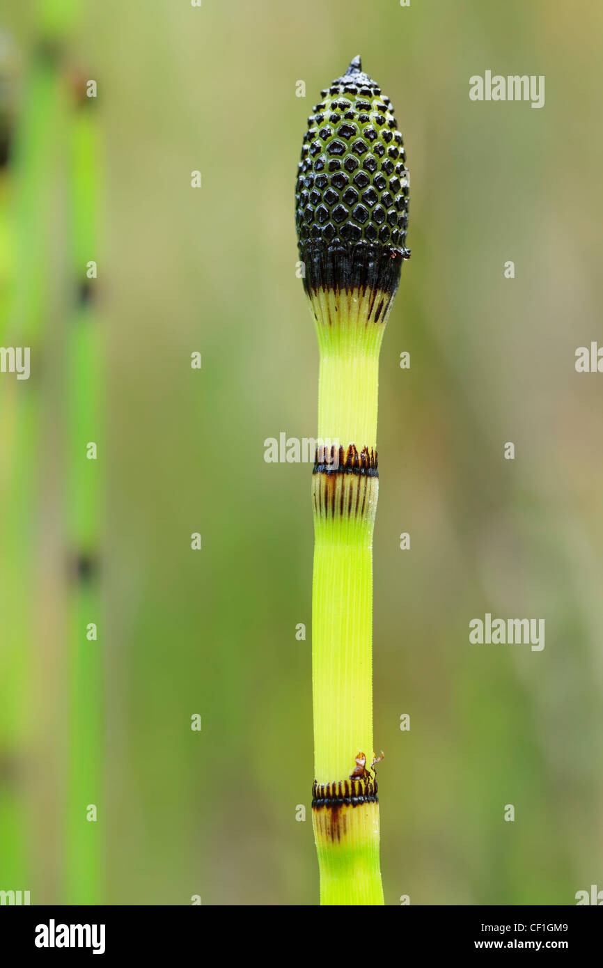 Rough horsetail or scouring rush, Equisetum hyemale Stock Photo - Alamy