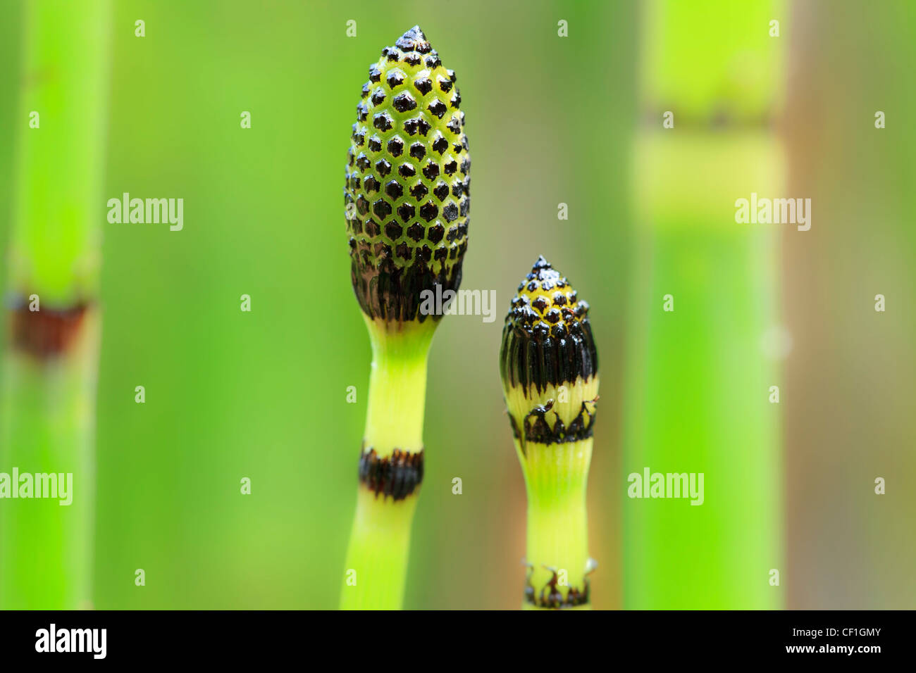 Rough horsetail or scouring rush, Equisetum hyemale Stock Photo - Alamy