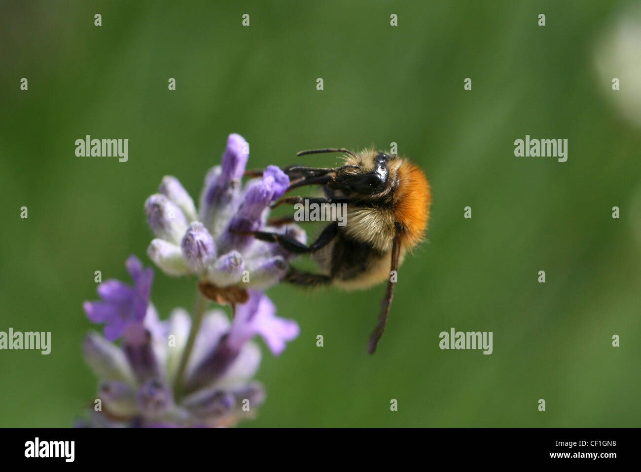 bumblebee insect flower Stock Photo - Alamy