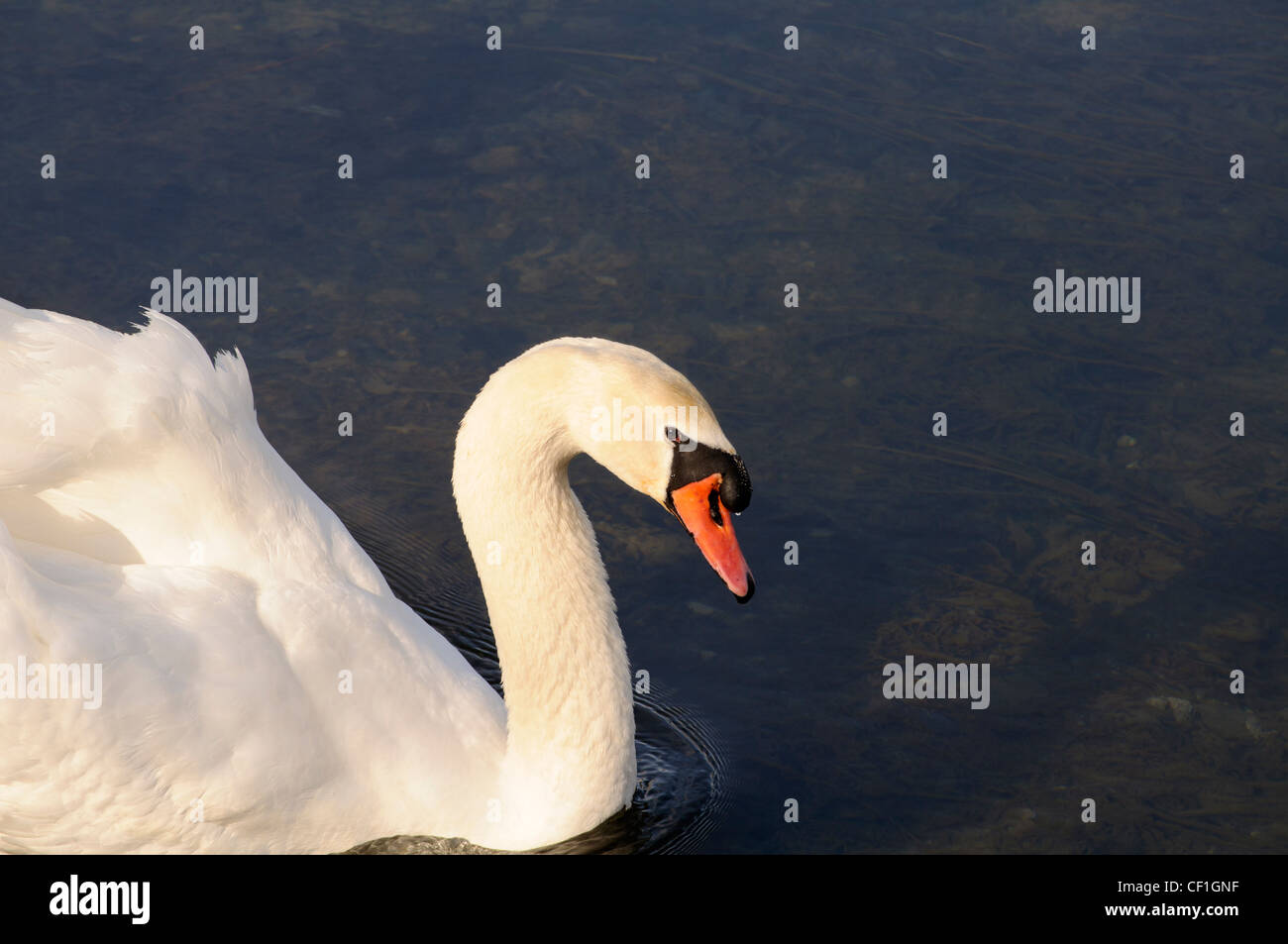 Full body view swan swimming hi-res stock photography and images - Alamy