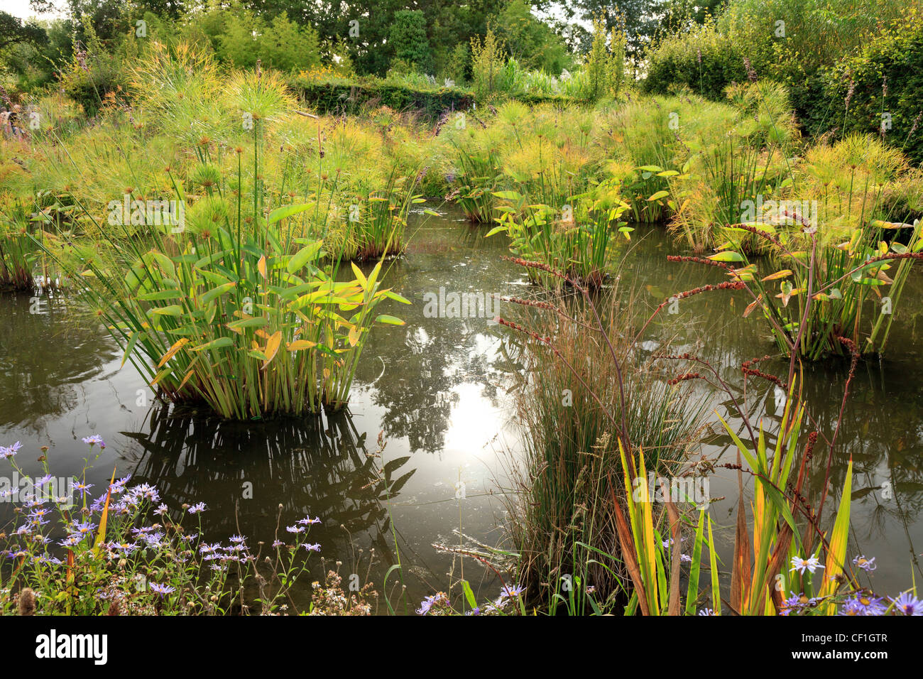 Cyperus papyrus hi-res stock photography and images - Alamy