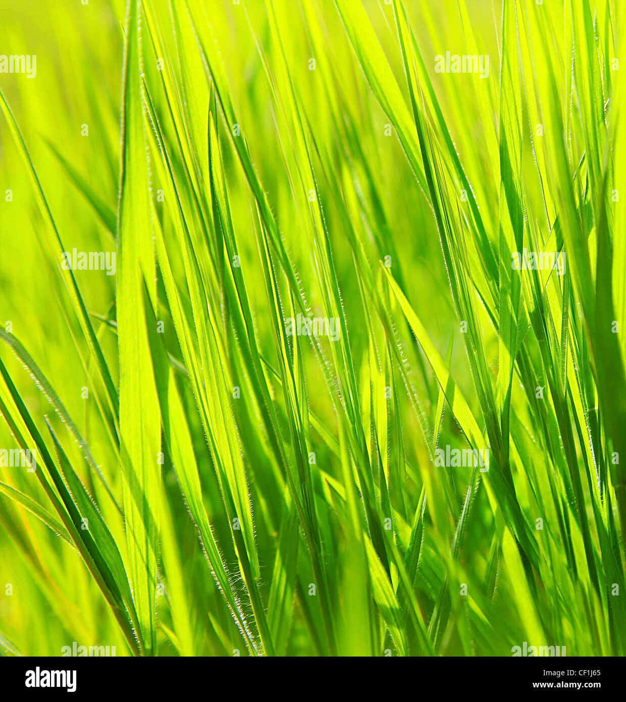 Fresh green grass background, spring nature Stock Photo - Alamy