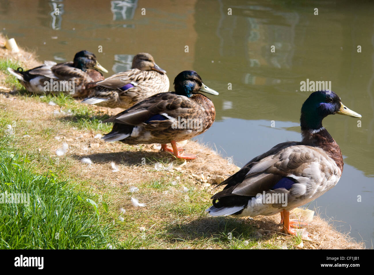 Four ducks by the side of Oxford Canal Stock Photo - Alamy