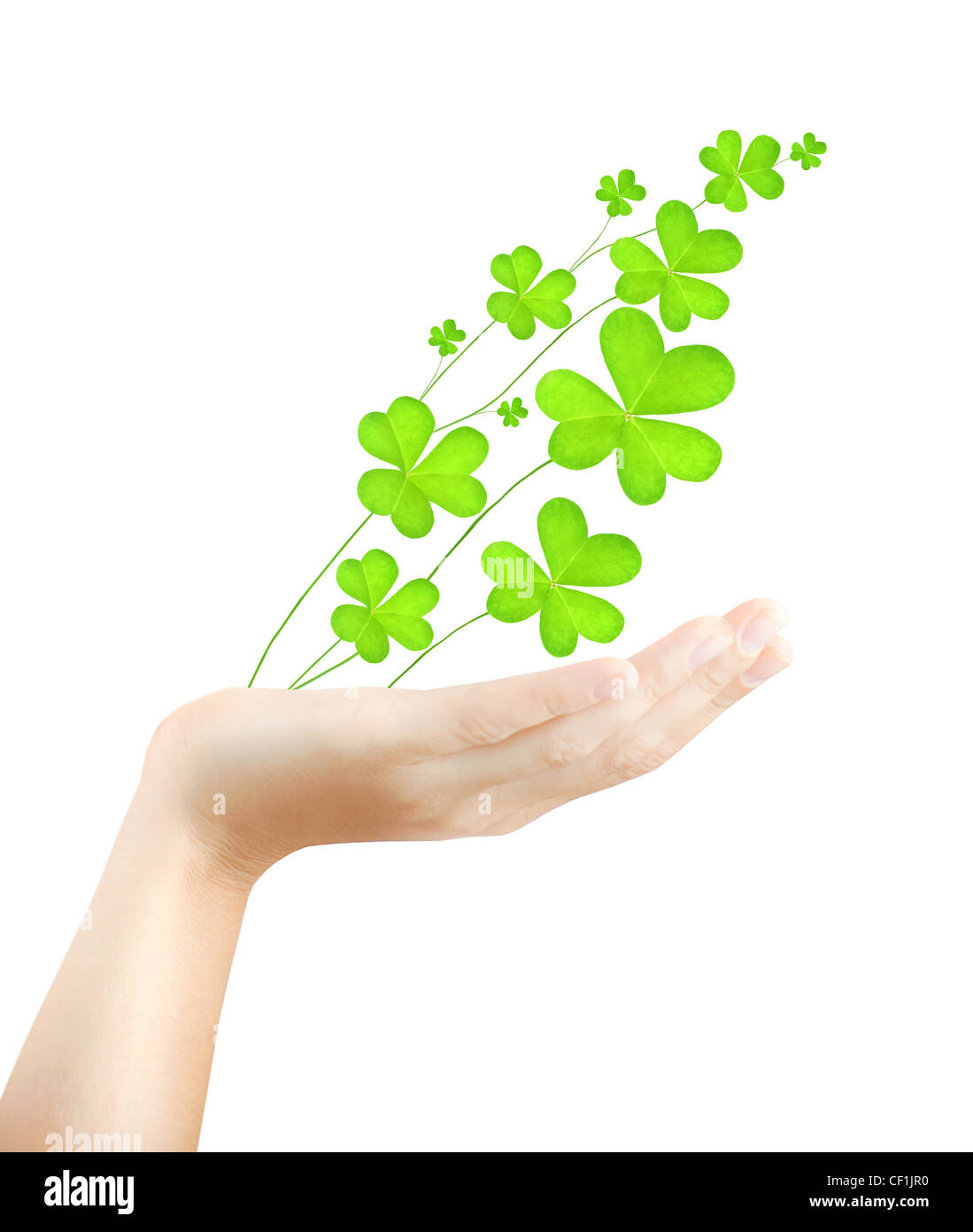 Female hand holds fresh clover hi-res stock photography and images - Alamy