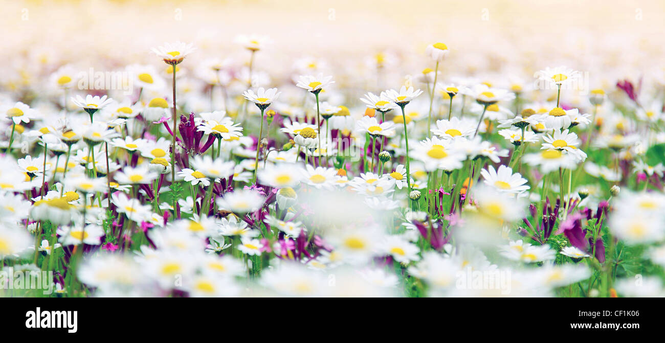 Spring field of white fresh daisies, natural panoramic landscape Stock ...
