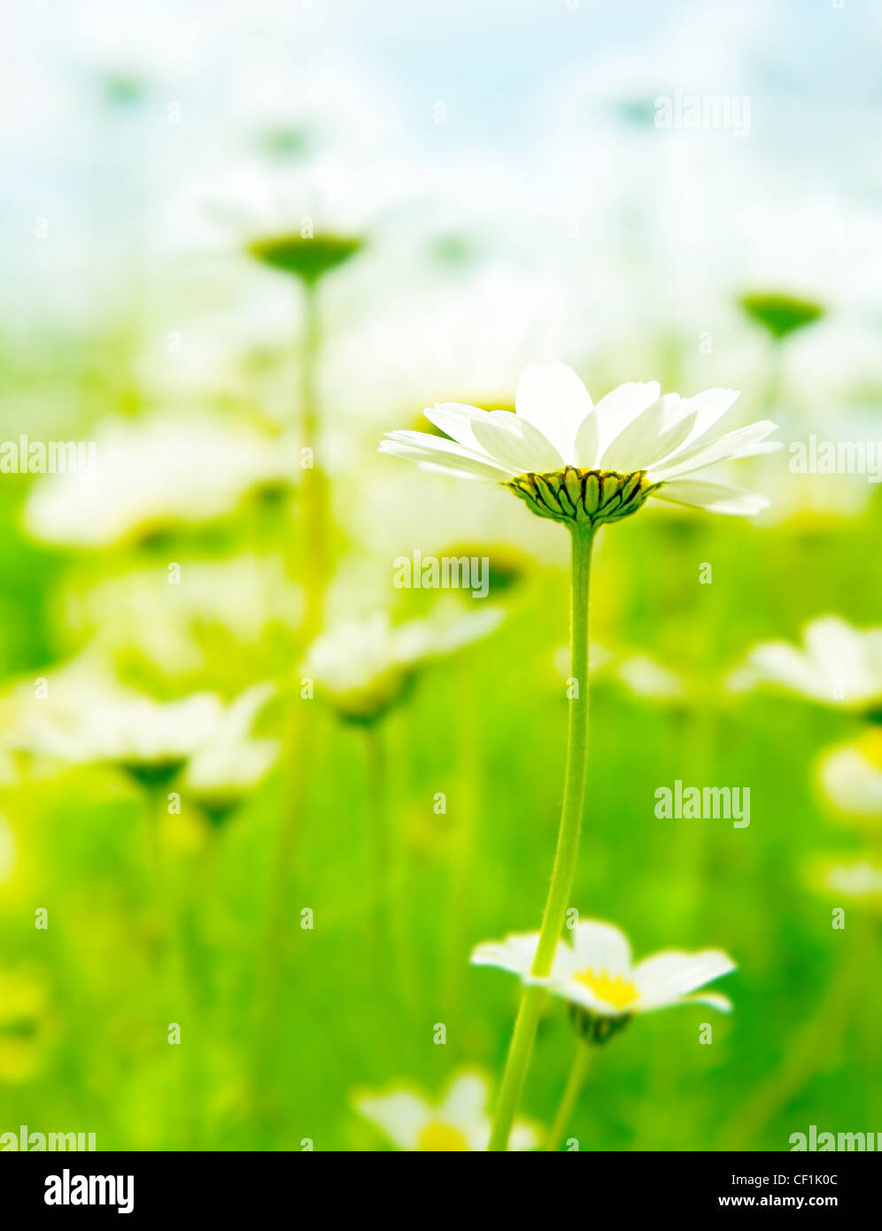 Spring field of white fresh daisies over blue sky, natural landscape ...