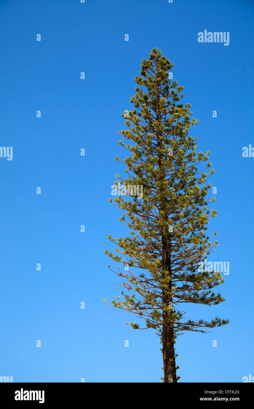 Tall and elegant hi-res stock photography and images - Alamy