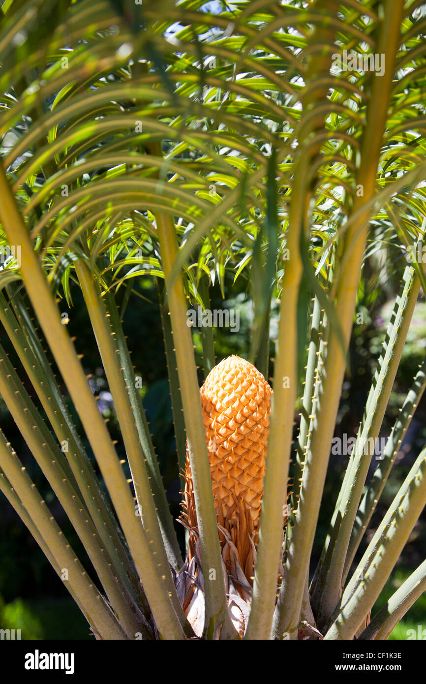 Cycad Plant with Cone Stock Photo - Alamy