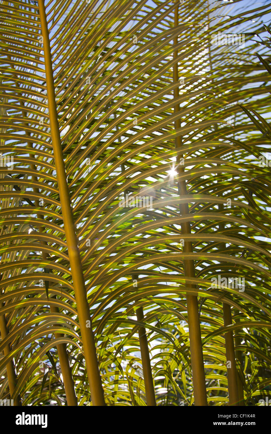 Cycad palms hi-res stock photography and images - Alamy