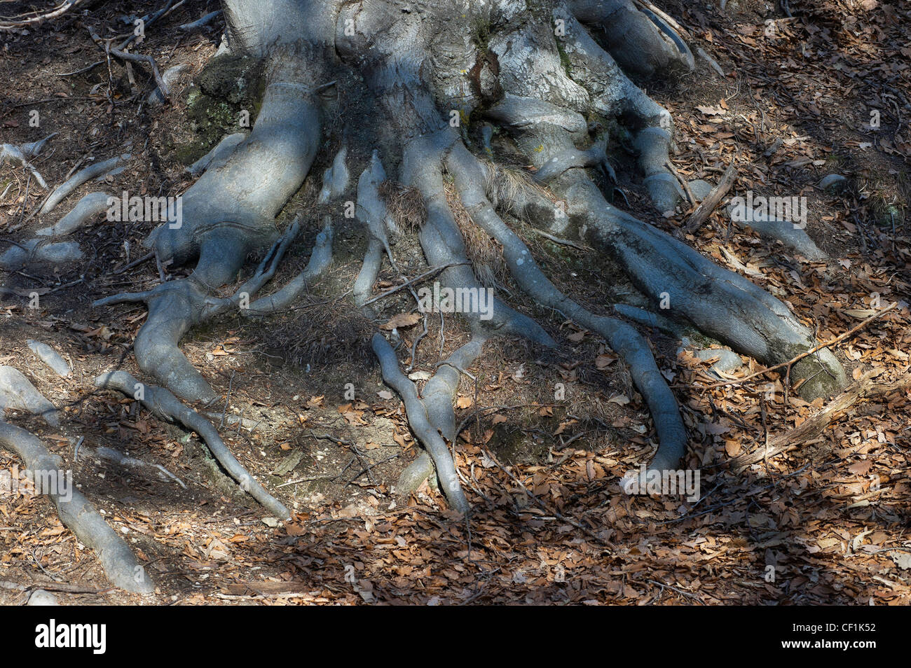 Beech roots hi-res stock photography and images - Alamy