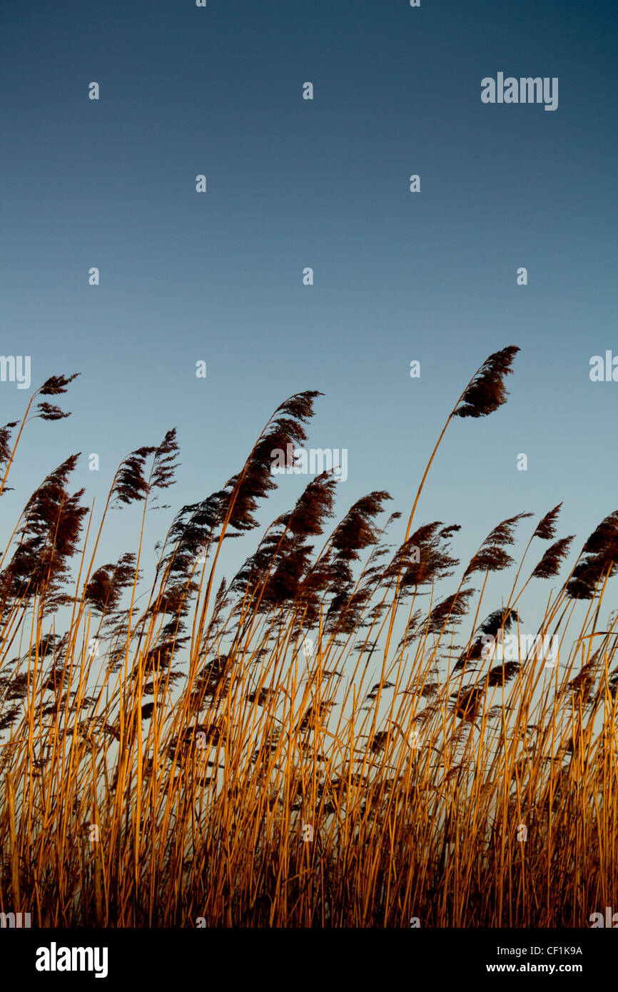 Reed Marsh Stock Photos & Reed Marsh Stock Images - Alamy