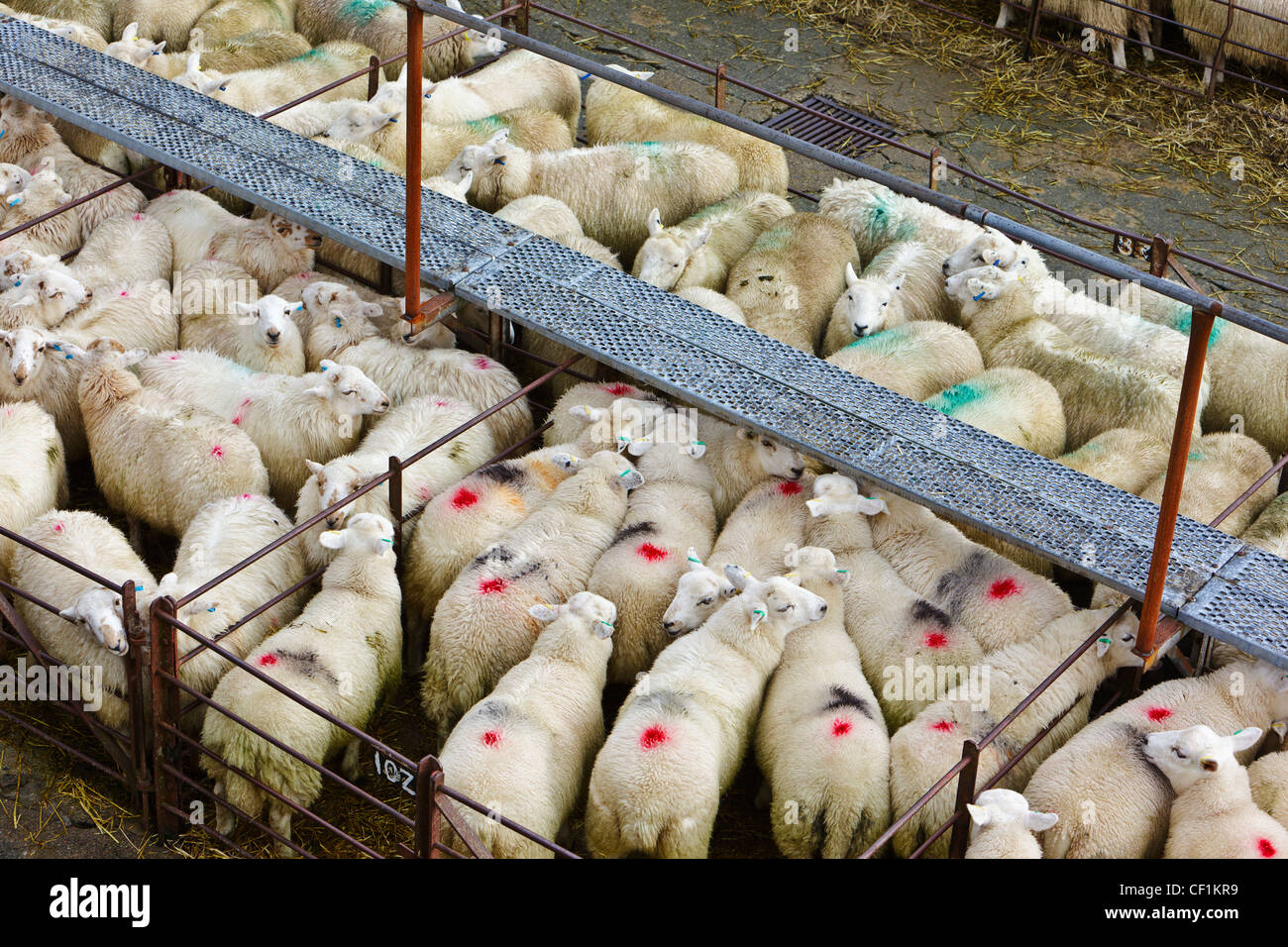 Sheep in pens at Dolgellau Livestock Auction Stock Photo - Alamy