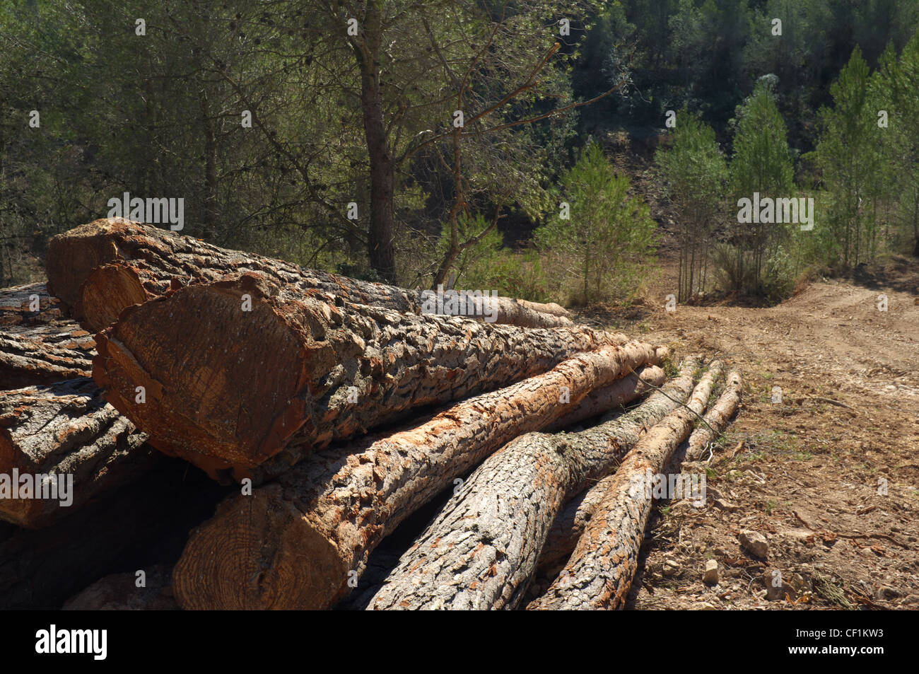 Many sawed tree trunks hi-res stock photography and images - Alamy