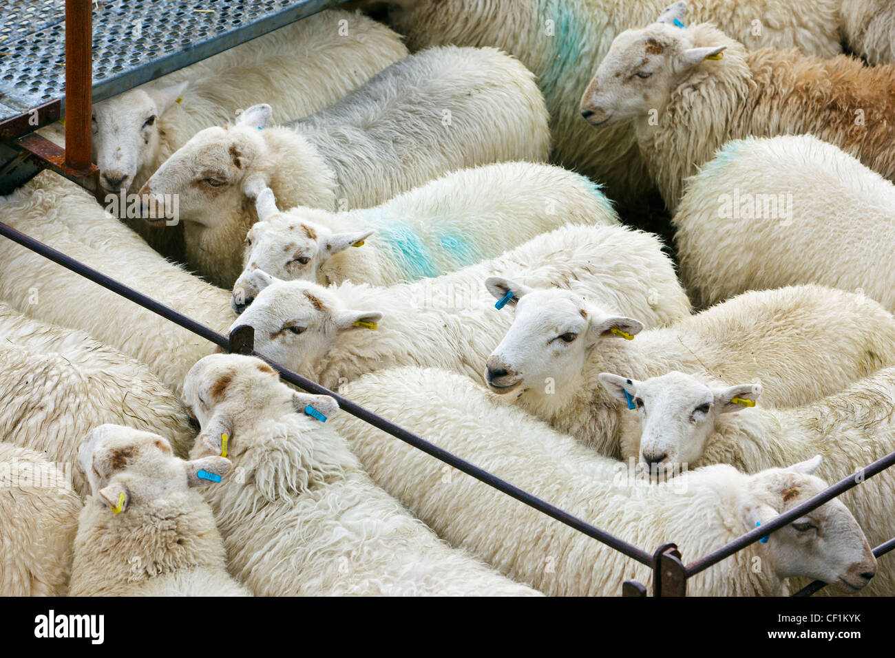 Sheep in pens at Dolgellau Livestock Auction Stock Photo - Alamy