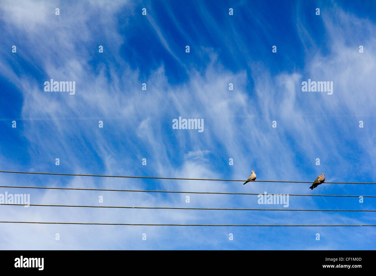 Dove on a wire hi-res stock photography and images - Alamy