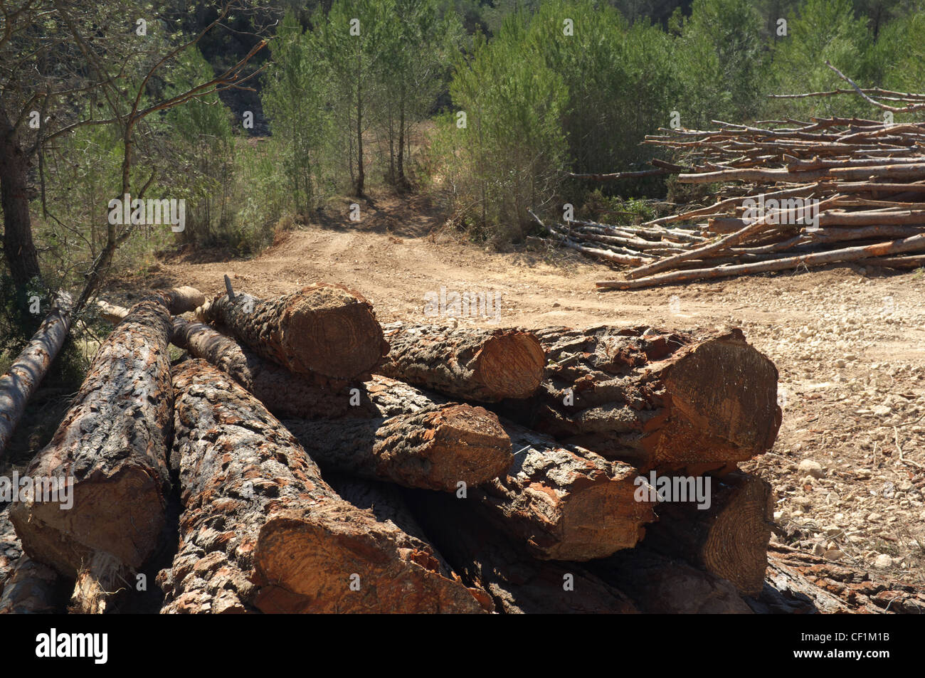 Piles of felled pine tree trunks Stock Photo - Alamy