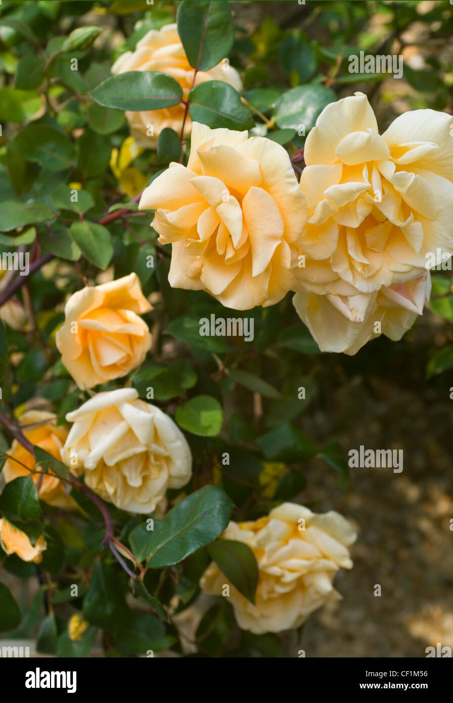 Lady hamilton hi-res stock photography and images - Alamy