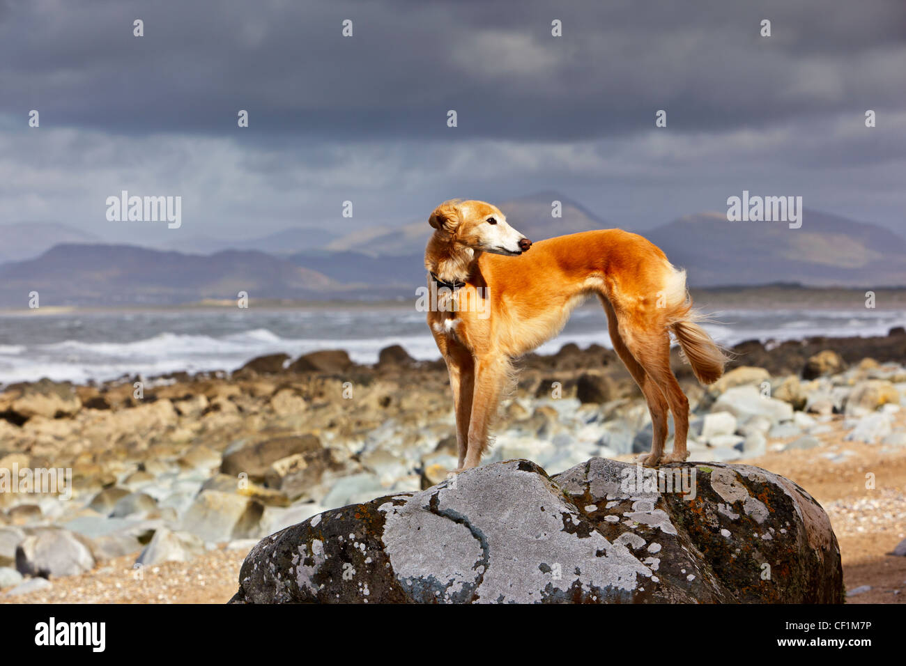 Lurcher cross hi-res stock photography and images - Alamy