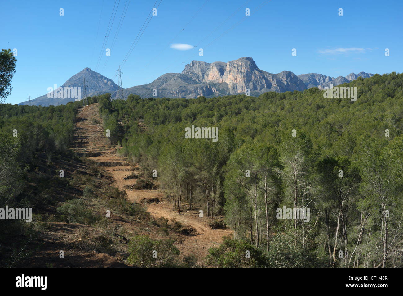 Firebreak opened through a dense Mediterranean pine tree forest Stock ...