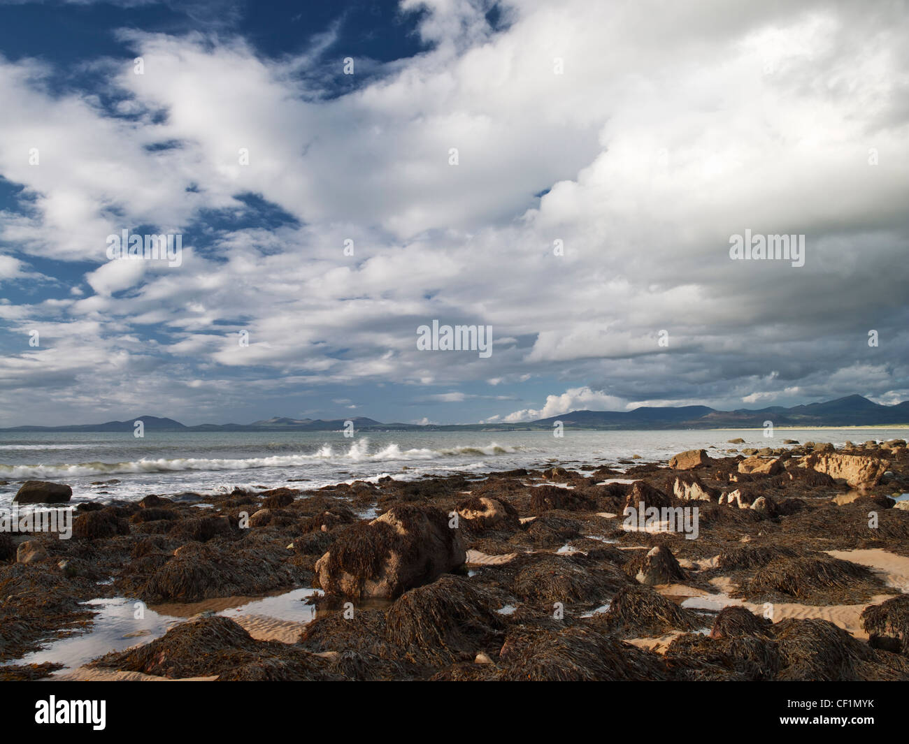 Water seaweed rocks hi-res stock photography and images - Alamy
