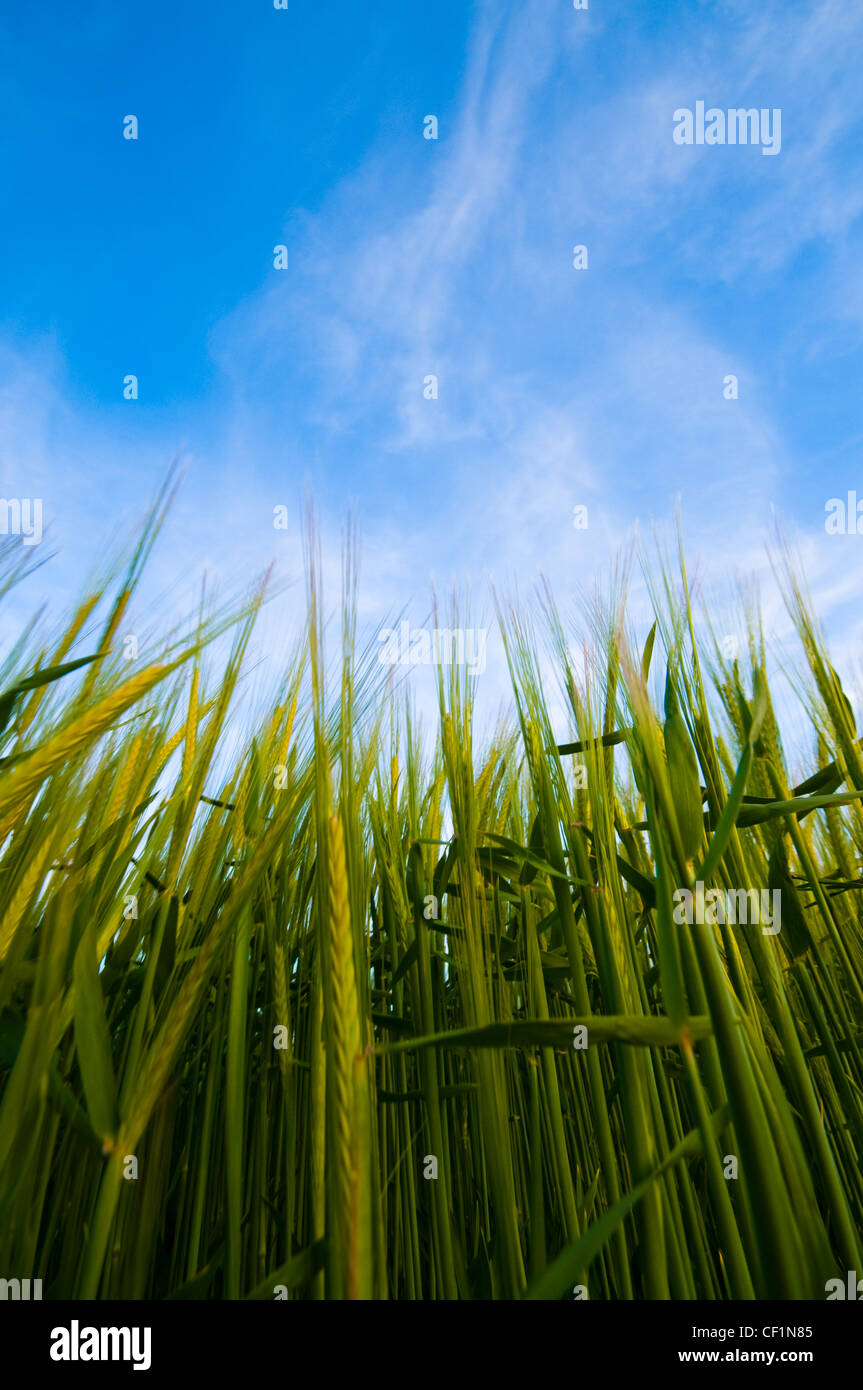 Crop of barley growing. This crop is several months away from harvest ...