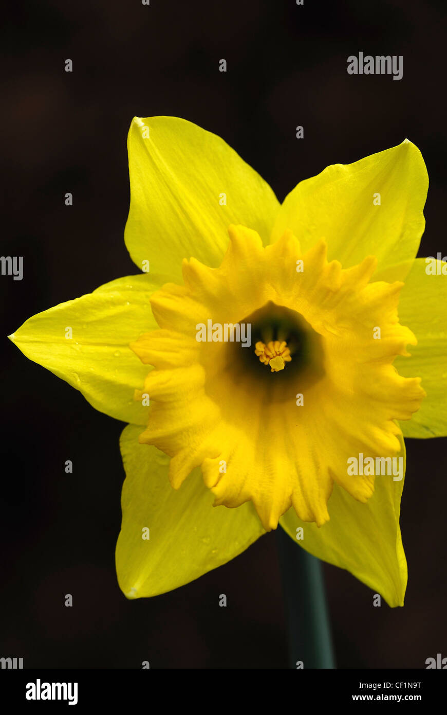 A bright yellow, large trumpeted, daffodil flower head UK Stock Photo ...