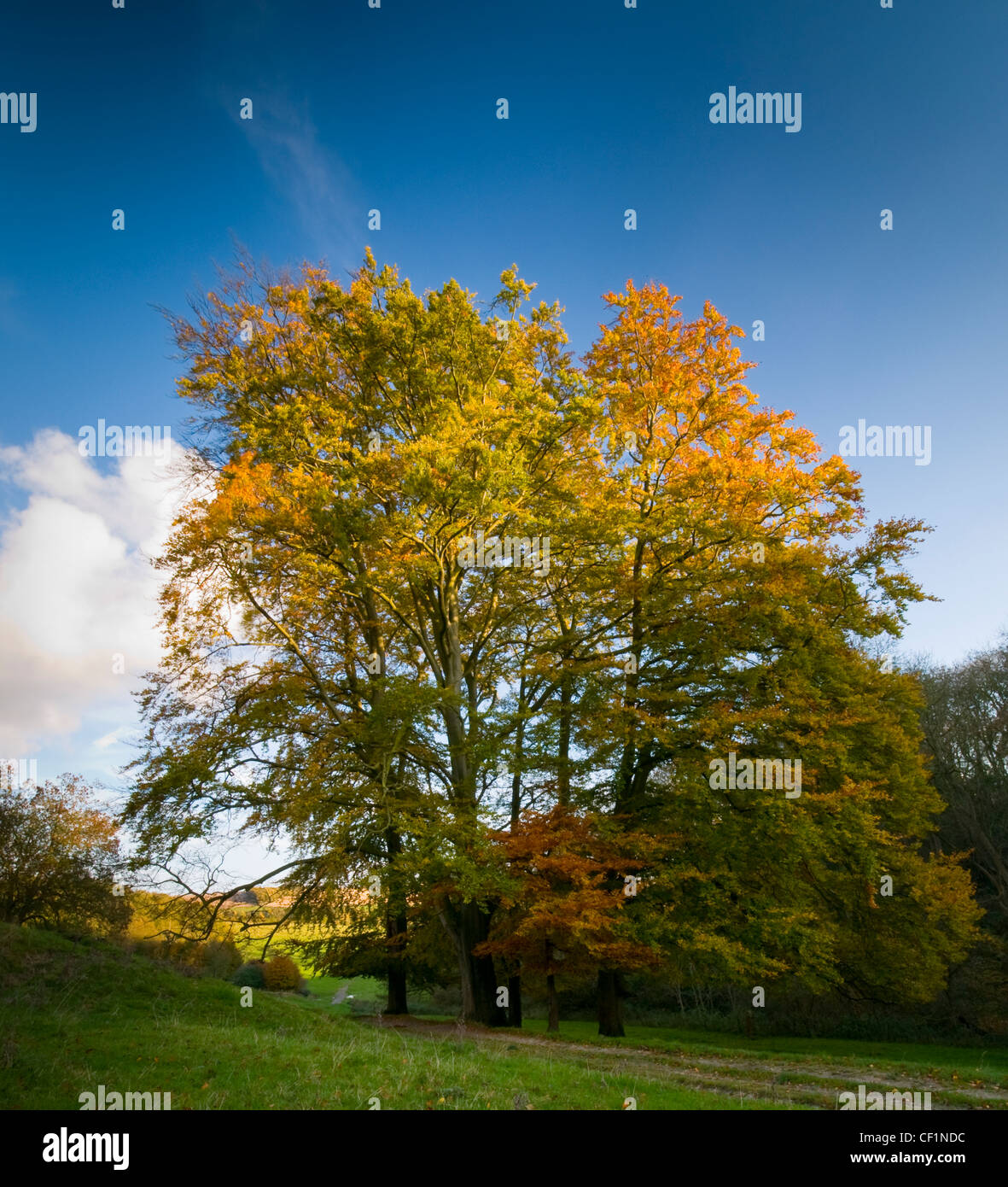 Autumnal colours displayed by trees Stock Photo - Alamy