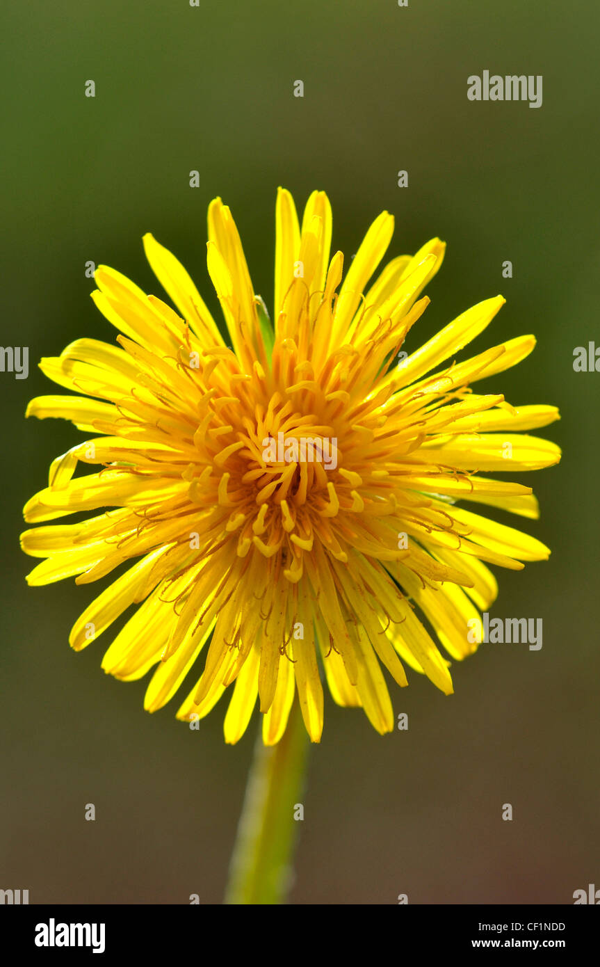 A bright yellow dandelion flower in Spring UK Stock Photo - Alamy