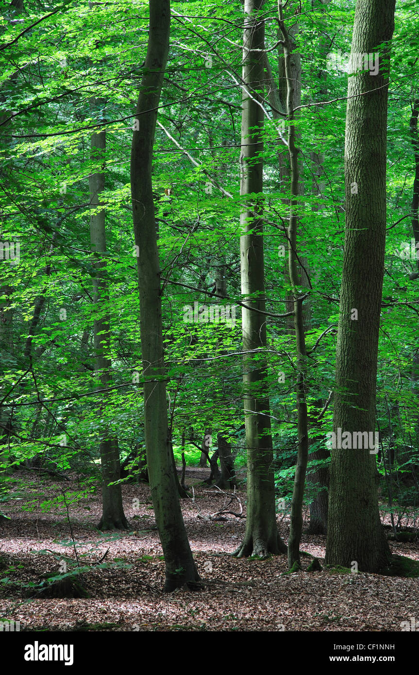 Tall straight trees hi-res stock photography and images - Alamy