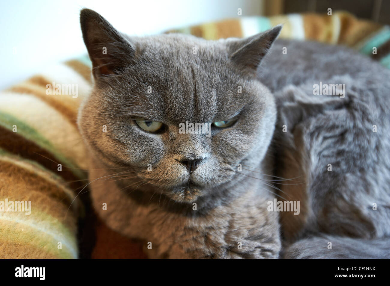 A sleepy blue grey cat on a soft stripy cushion Stock Photo - Alamy