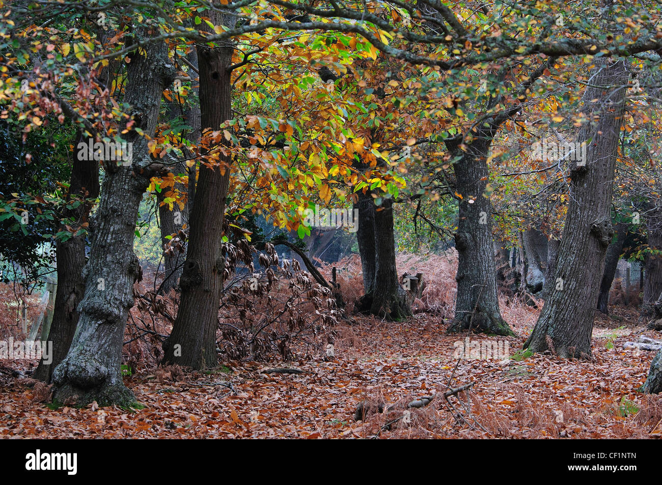 A view of the trees at Arne RSPB nature reserve Dorset UK Stock Photo ...