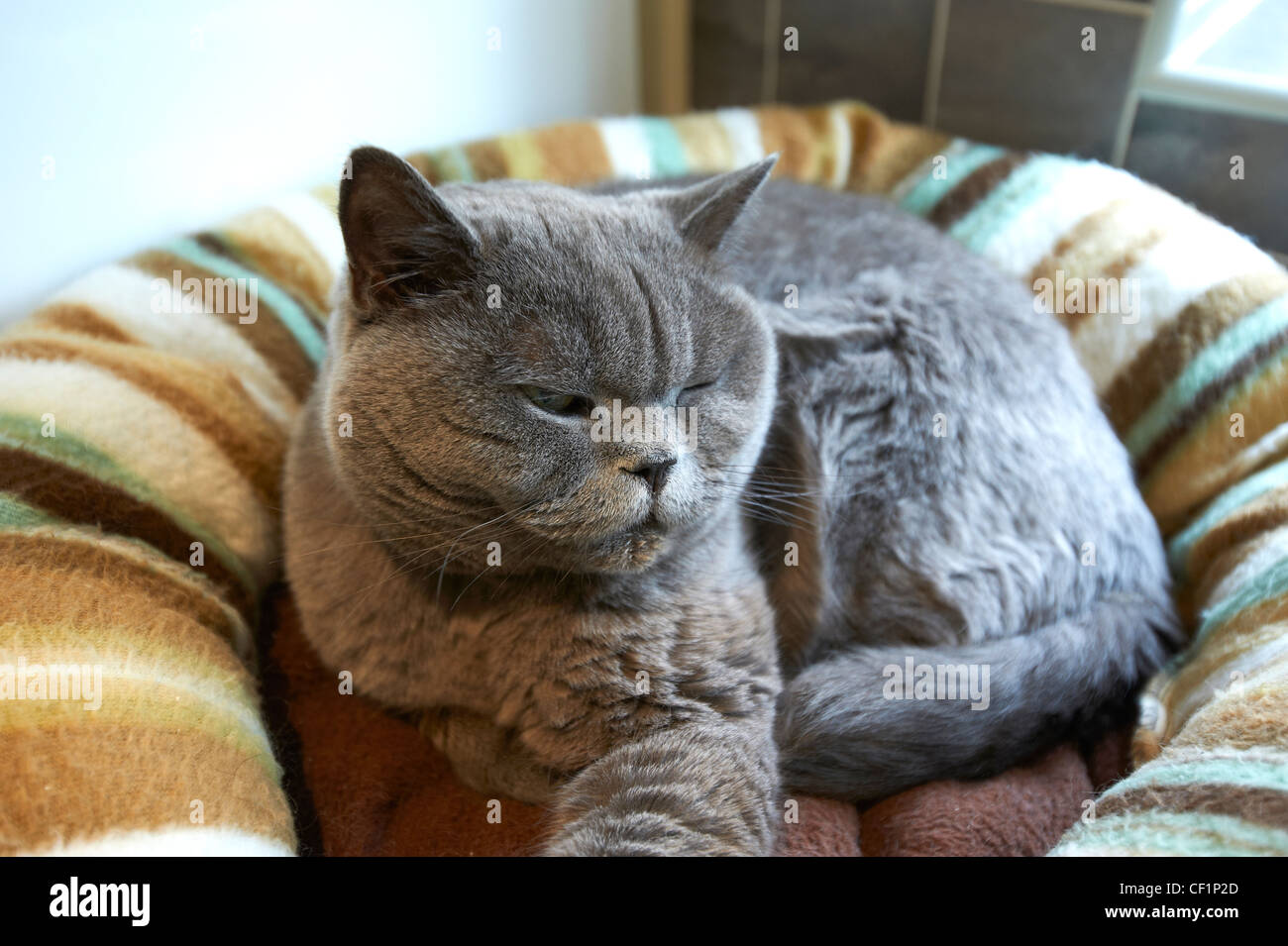 Grey stripy cat hi-res stock photography and images - Alamy