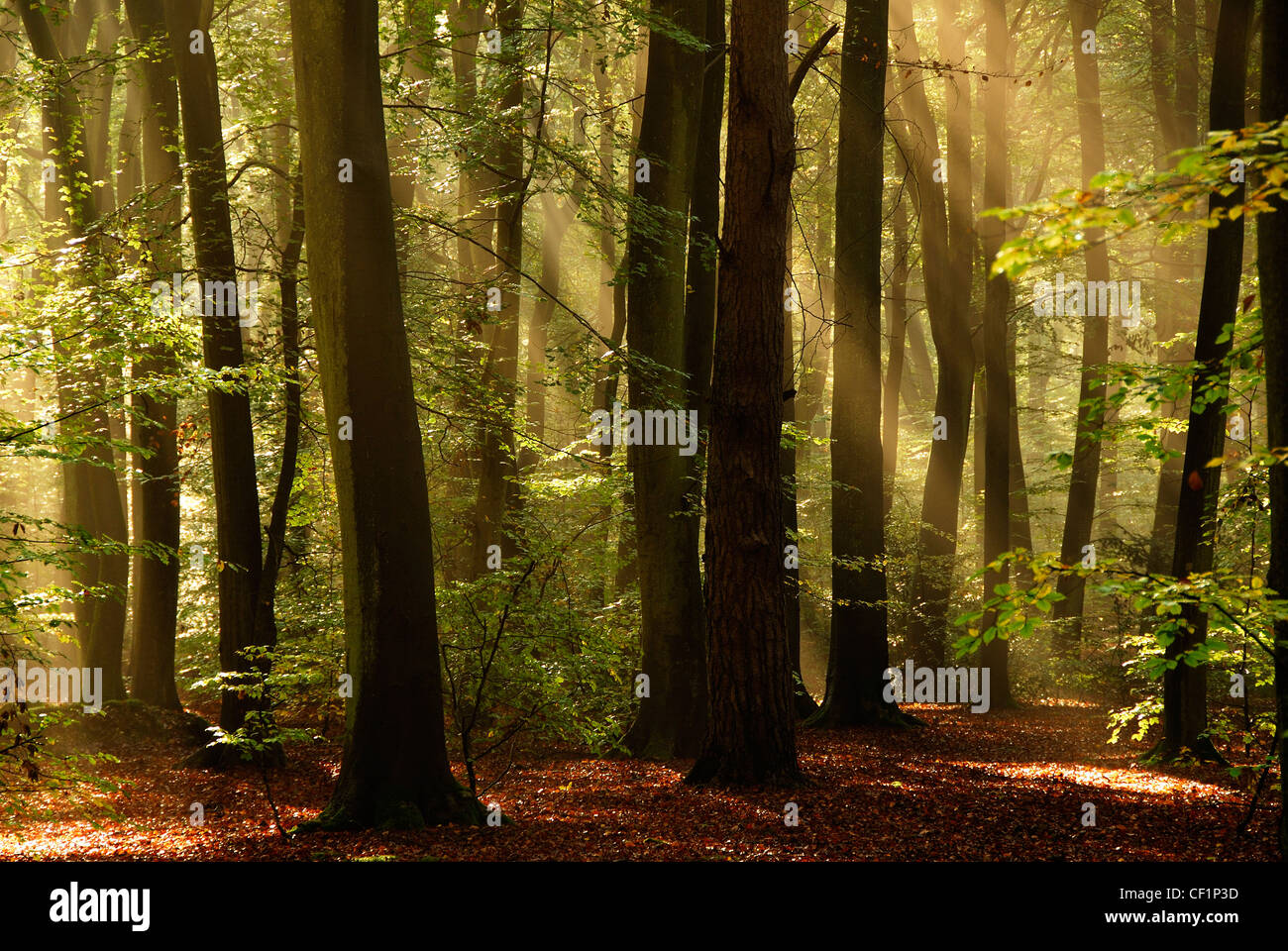 October woodland morning uk hi-res stock photography and images - Alamy