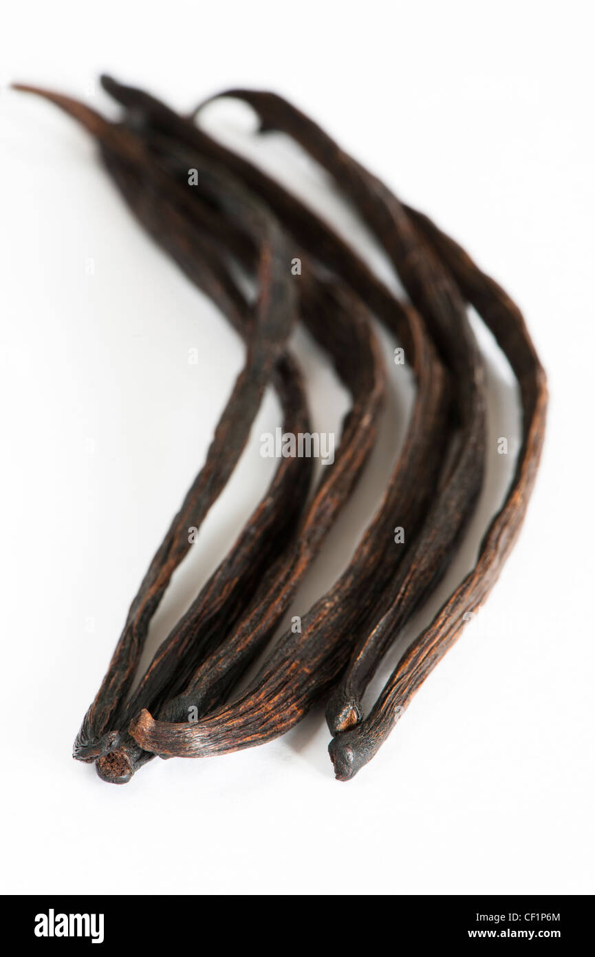 Vanilla Pods from Vanilla planifolia Stock Photo - Alamy