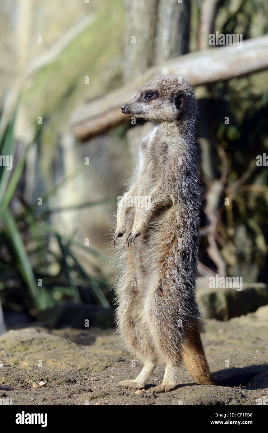 Meerkat on lookout hi-res stock photography and images - Alamy