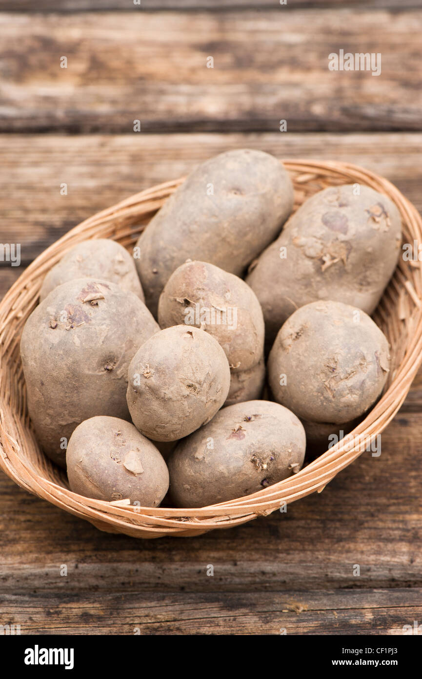 Seed potatoes, Solanum tuberosum 'Edgecote Purple', in a basket Stock ...